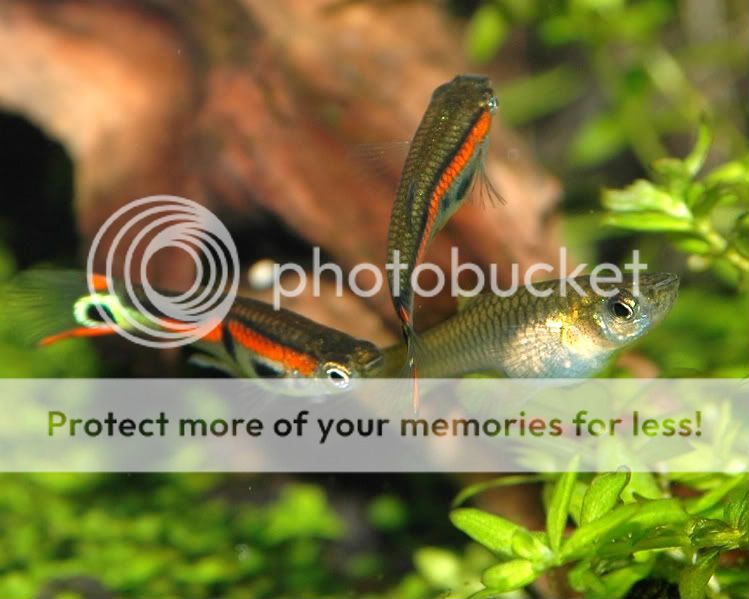 Peacock Endler's Livebearer's | The Planted Tank Forum