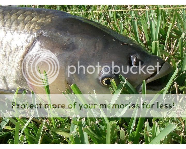Silver Lake Carp dying off? | IFish Fishing Forum