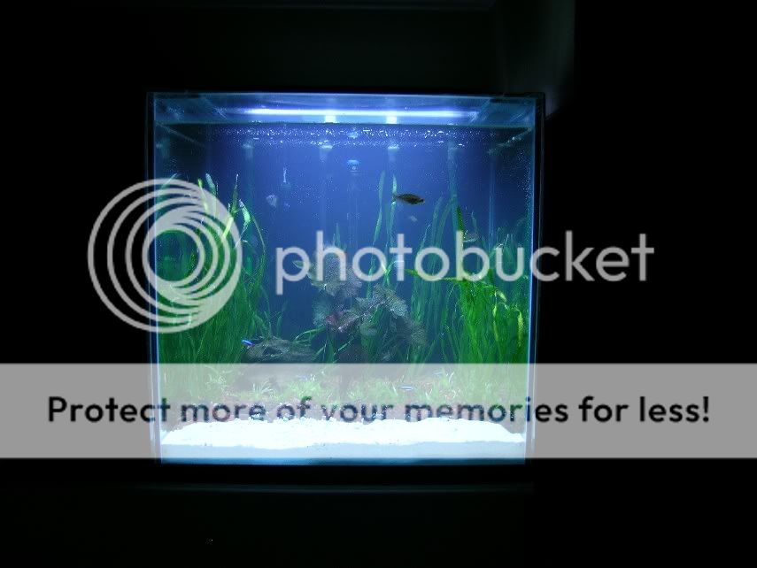 Spar's New 100g - 30" Tall Planted Tank | The Planted Tank Forum