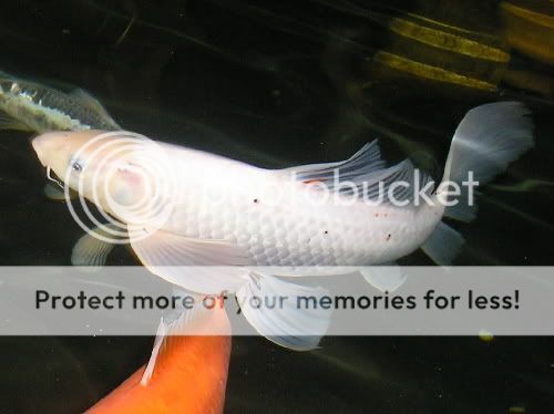 butteryfly/long finned koi