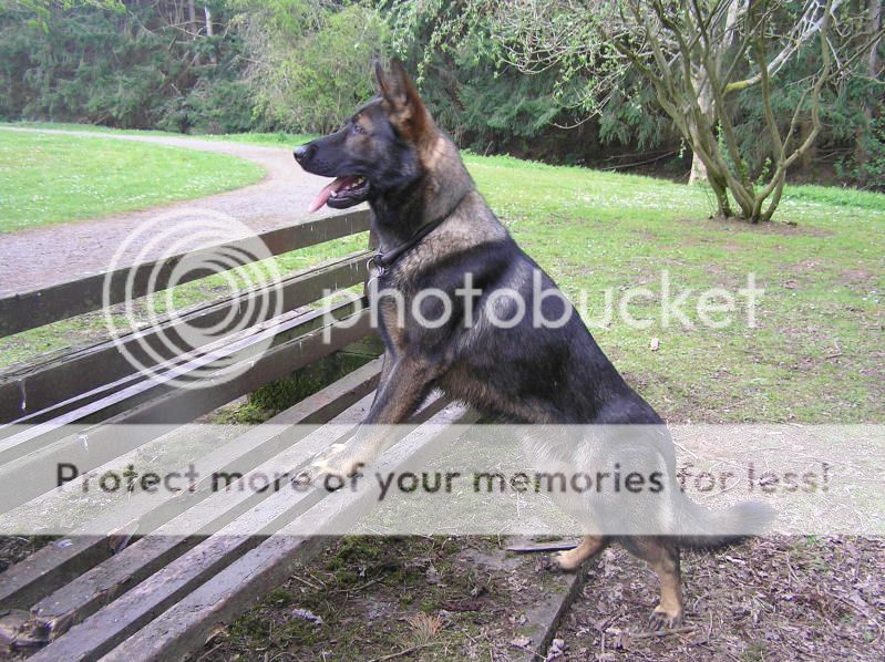 Where to start looking for a wl gsd?