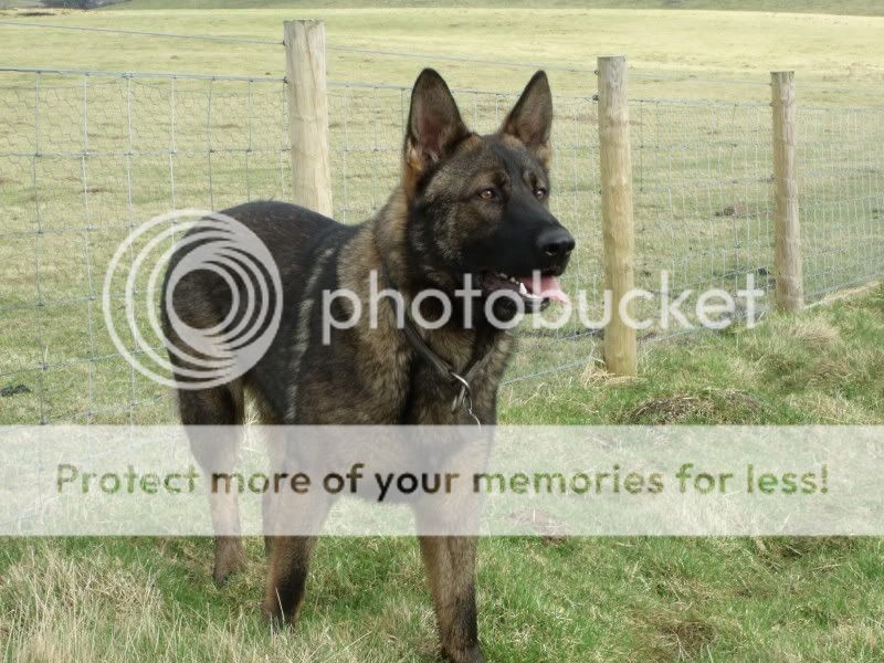 Working line German shepherds