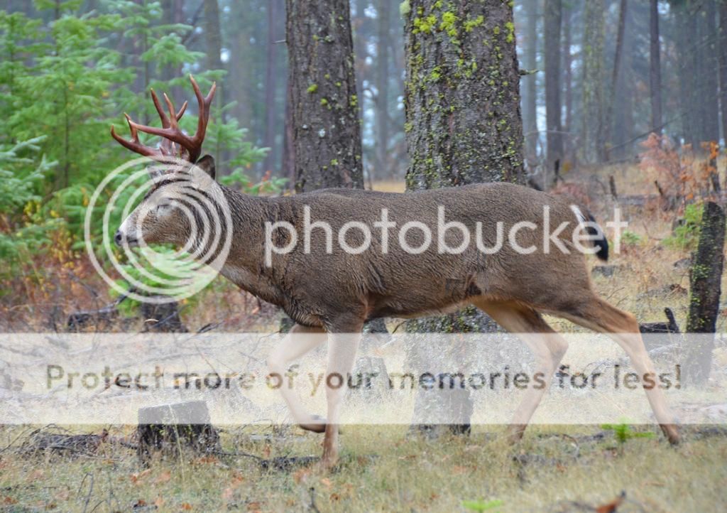 3 days to hunt: where is the best blacktail hunting in Oregon? | IFish ...