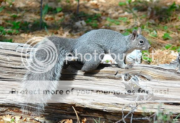 Western Gray Squirrels??? - www.ifish.net