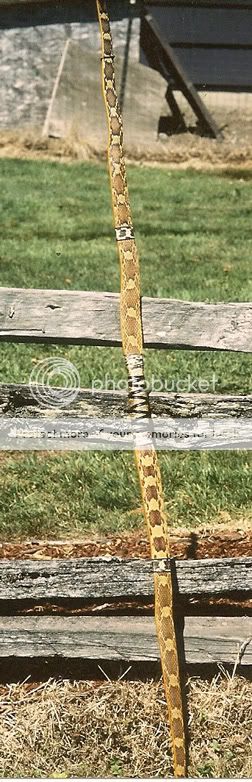 Anyone ever build a bow? | IFish Fishing Forum