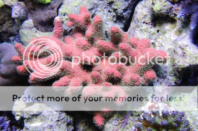 What is a nice pink Milli? | Reef2Reef