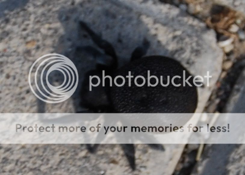 Insects in Turkey | Turkish Living Forum