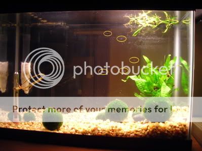 White Cloud Mountain minnow fry at home | vreedwrites