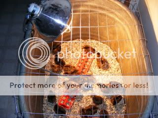 ANy stock tank brooder pics? | BackYard Chickens - Learn How to Raise ...