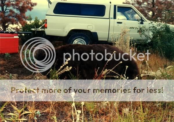 Which is better for bears? - 24hourcampfire