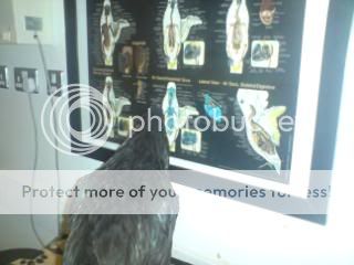 Anatomy of a Cockerel - Chickens, Eggs and Hatching - Omlet Club