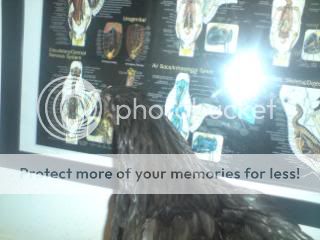 Anatomy of a Cockerel - Chickens, Eggs and Hatching - Omlet Club