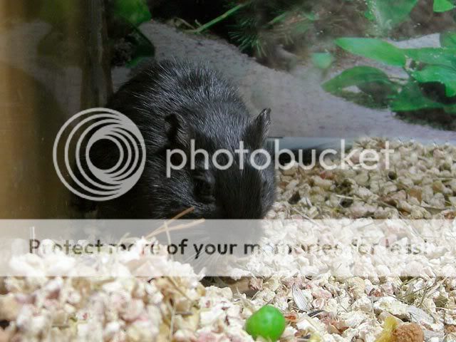 La camada de las ... sorpresas?