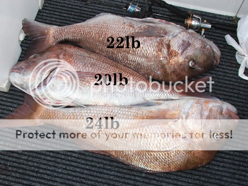 Snapper weight vs length - The Fishing Website : Discussion Forums - Page 1