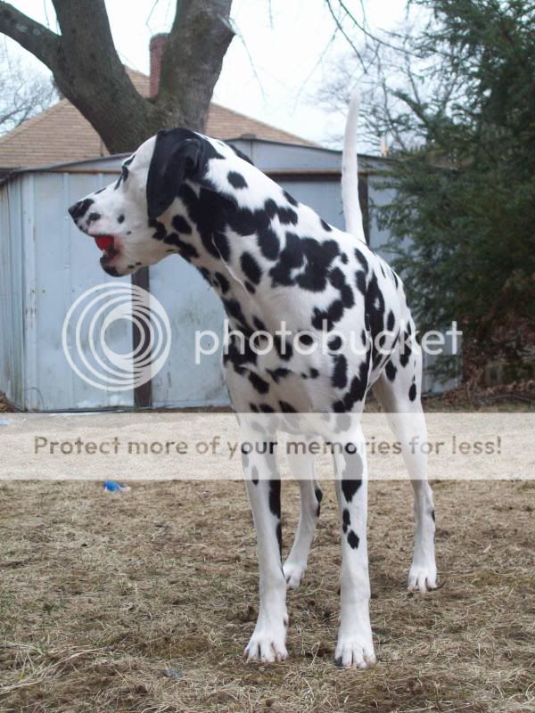 Spotted Beast | German Shepherds Forum