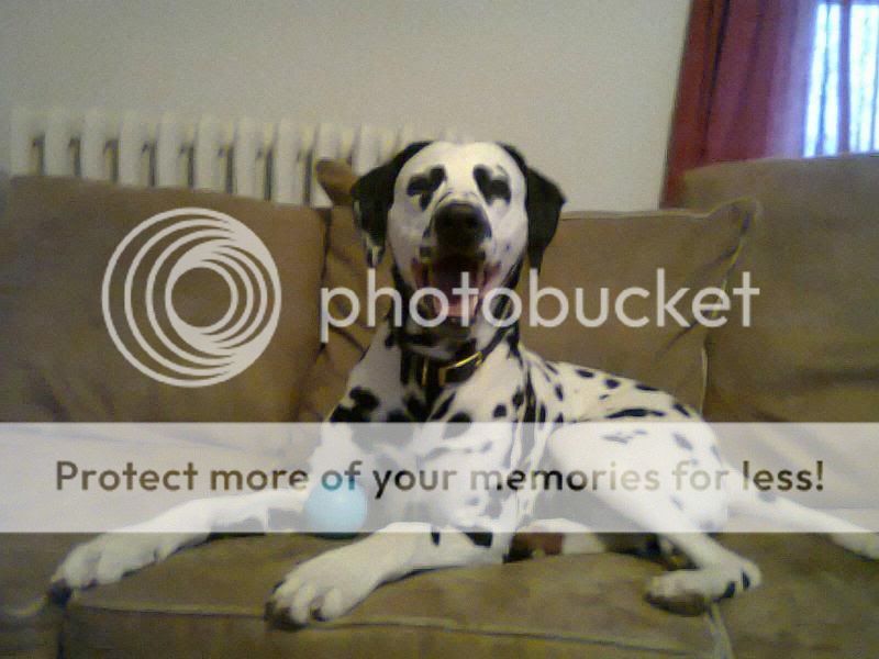 Spotted Beast | German Shepherds Forum