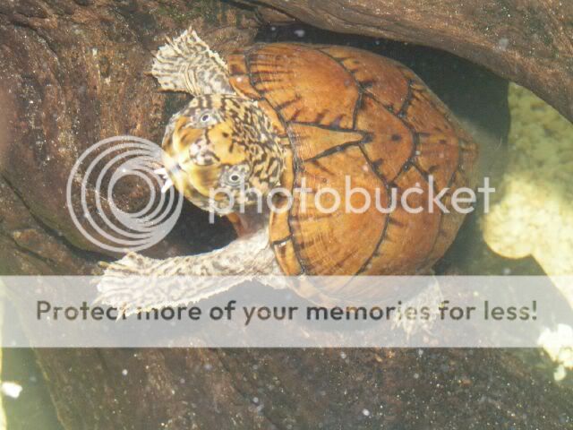 Loggerhead or Stripe-neck Musk? - Turtle Identification - Turtle Forum