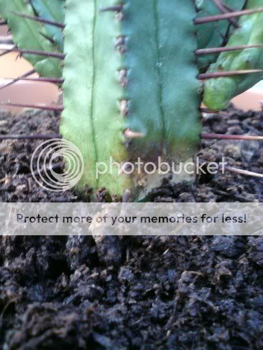 Brown crust on cacti stem (w/pics)? - CactiGuide.com