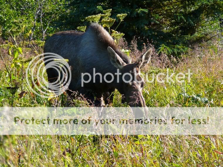 Sheep hunting success - The WoodenBoat Forum