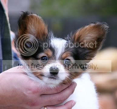 A color question (tricolor/creeping tan breeds) | Puppy Forum and Dog ...