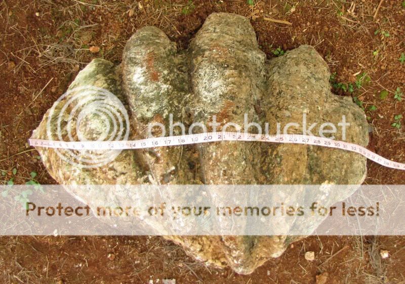 Huge fossilized clam shell | TreasureNet 🧭 The Original Treasure ...