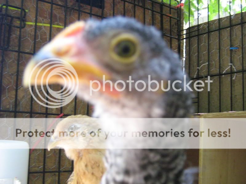 Strange chicken pose!! | BackYard Chickens - Learn How to Raise Chickens