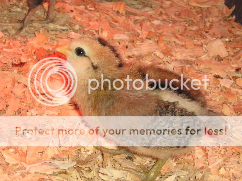 Updated 2 week old pictures! (PIC HEAVY) | BackYard Chickens - Learn ...