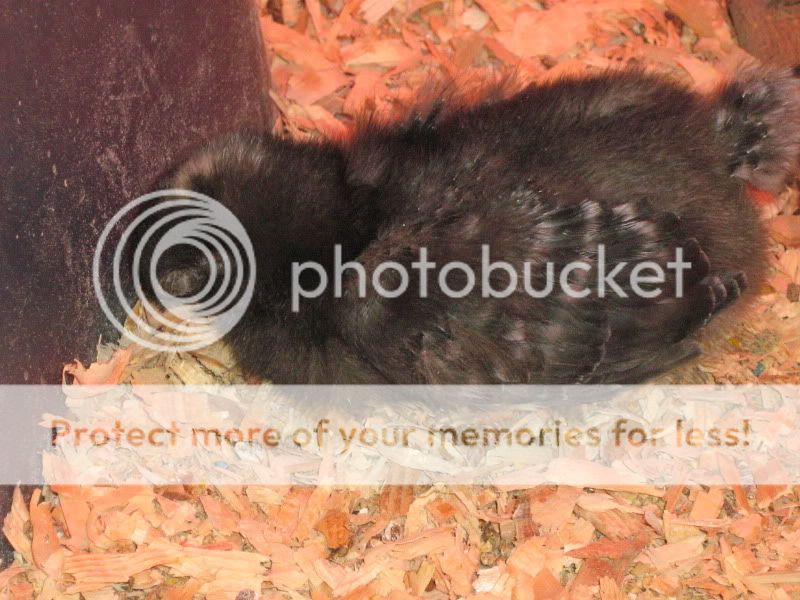 Updated 2 week old pictures! (PIC HEAVY) | BackYard Chickens - Learn ...