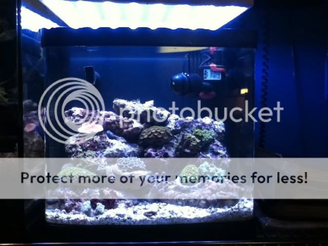 Chiming in with my 14g retrofit Biocube | Aquarium Forum