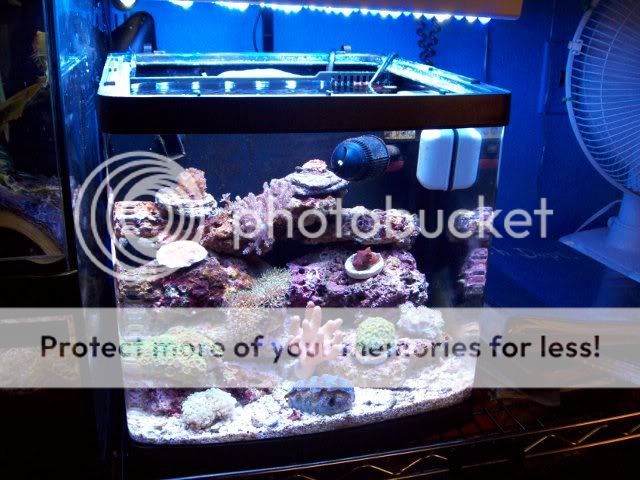 Chiming in with my 14g retrofit Biocube | Aquarium Forum