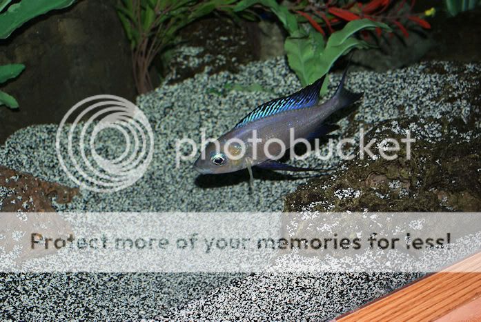 Furcifer/Foai tank lighting/coloration | Cichlid Fish Forum