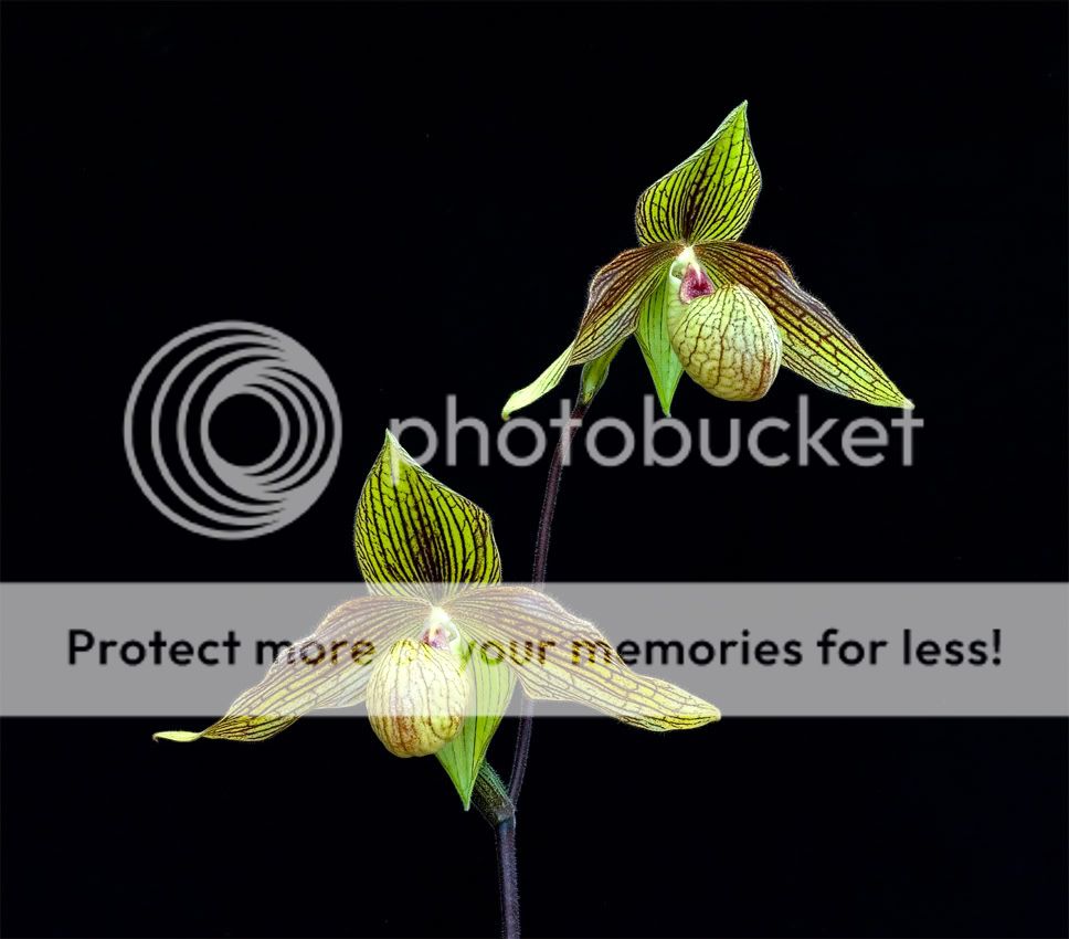 Paph Harold Koopowitz 'Venous Red' HCC/AOC | Slippertalk Orchid Forum