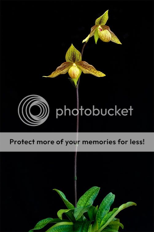 Paph Harold Koopowitz 'Venous Red' HCC/AOC | Slippertalk Orchid Forum