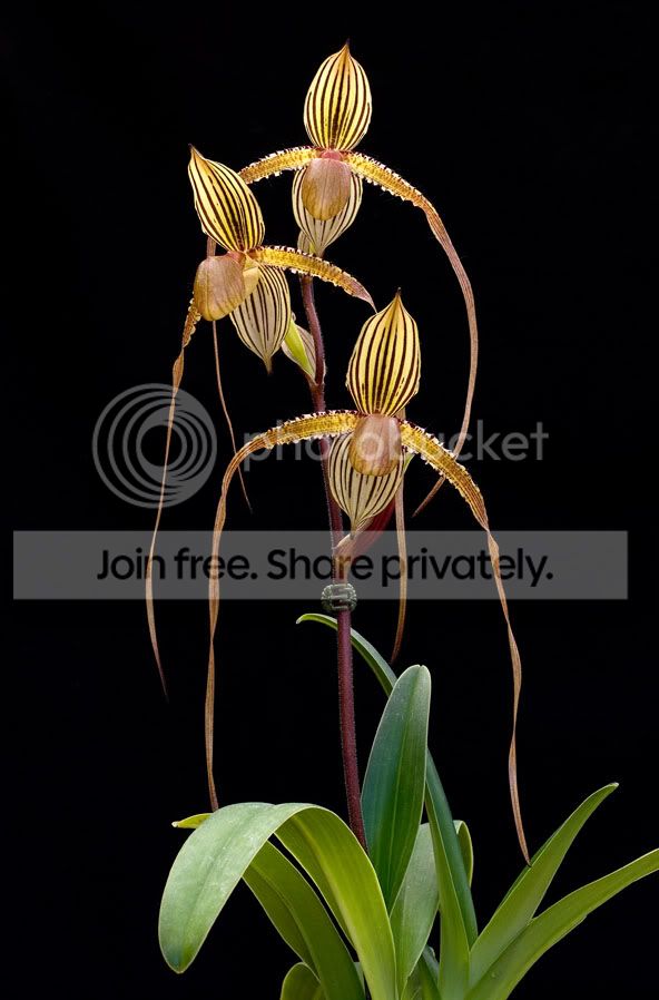 Paph Formosa Lady (sanderianum x Susan Booth) | Slippertalk Orchid Forum