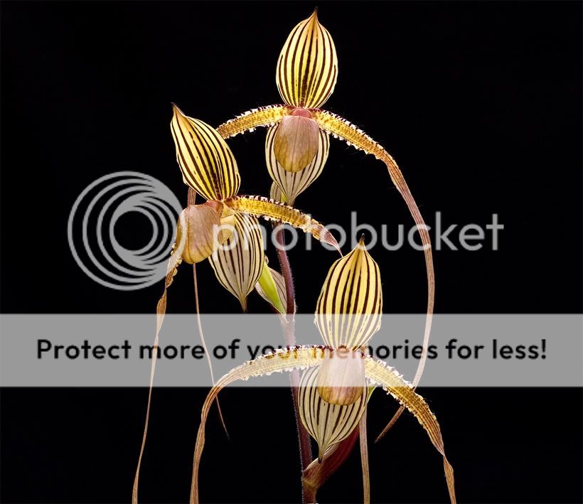 Paph Formosa Lady (sanderianum x Susan Booth) | Slippertalk Orchid Forum