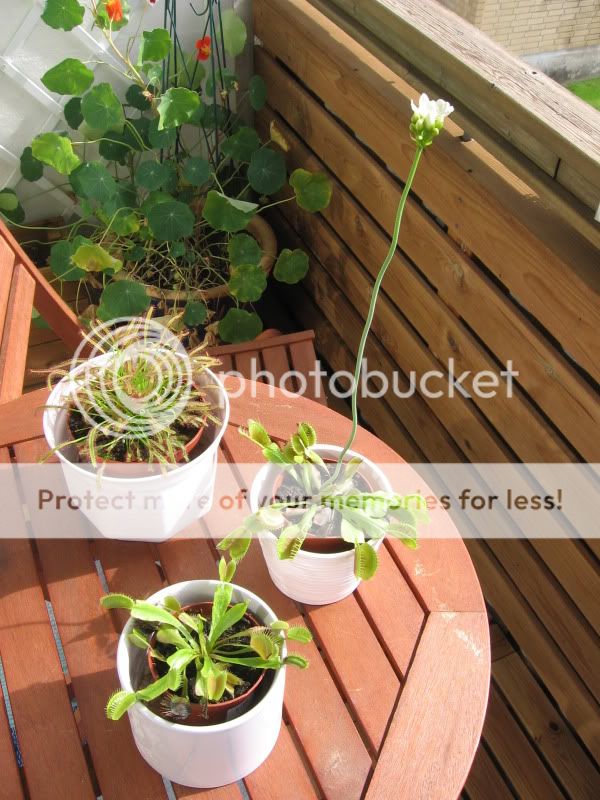 Seeds Harvested - Germination begins. - FlyTrapCare Forums