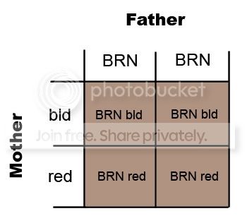 Recessive Genes Hair Color