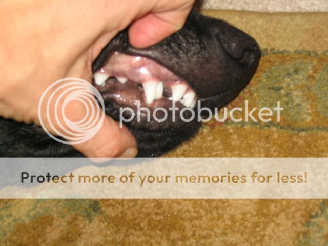 Overbite Problem - Page 2 - German Shepherd Dog Forums