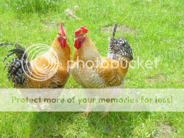 RedBro Freedom Rangers- 6 weeks old-PICTURES | BackYard Chickens ...