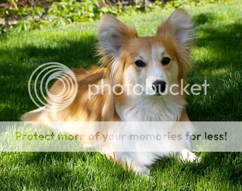 New Shippo Pics this Weekend! | Puppy Forum and Dog Forums