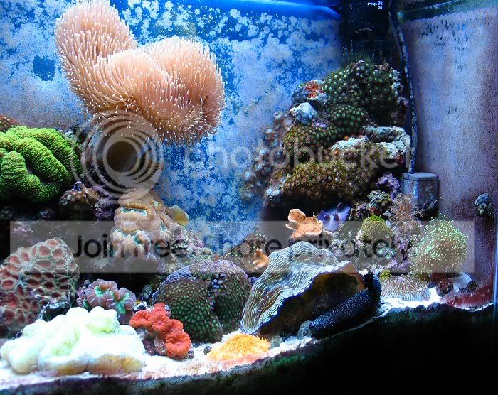 My 29g reef, new pics - Tank Showcases & Camera Talk - INDMAS - Indiana ...