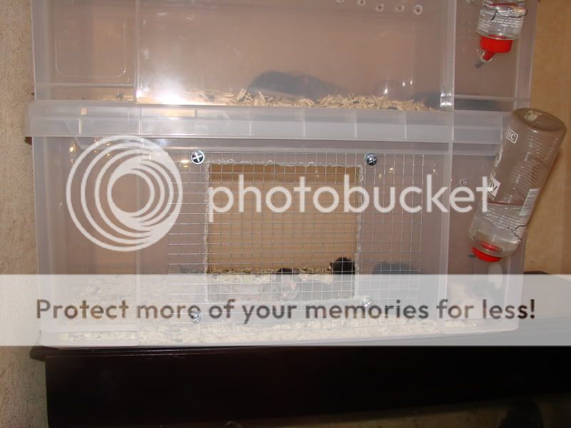 mice boxes | Reptile Forums