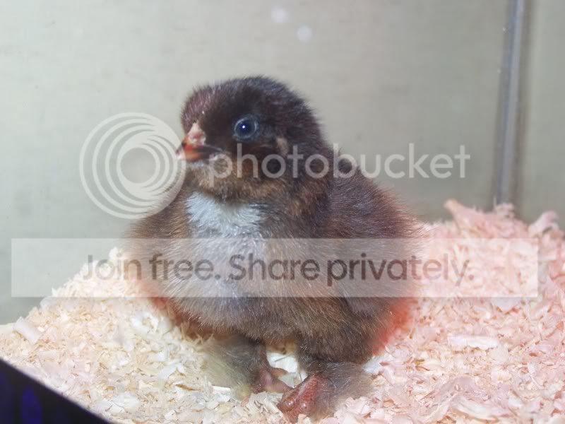 Day Old Baby Chicks & Cochins - Breed/Color? | BackYard Chickens ...