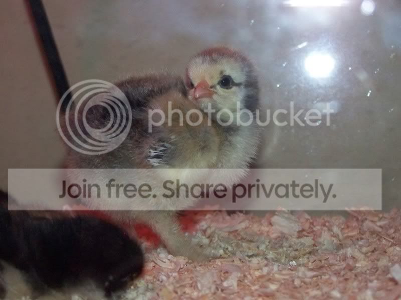 Day Old Baby Chicks & Cochins - Breed/Color? | BackYard Chickens ...