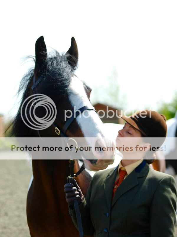 Showing a yearling Traditional cob. | Horse and Hound Forum