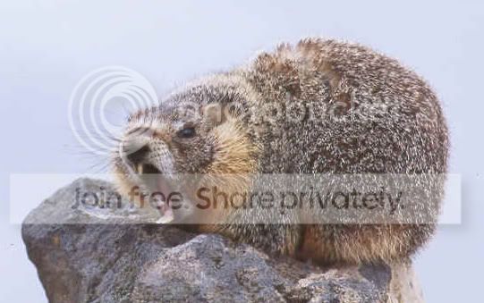 FARK.com: (4471308) Hey, nice marmot
