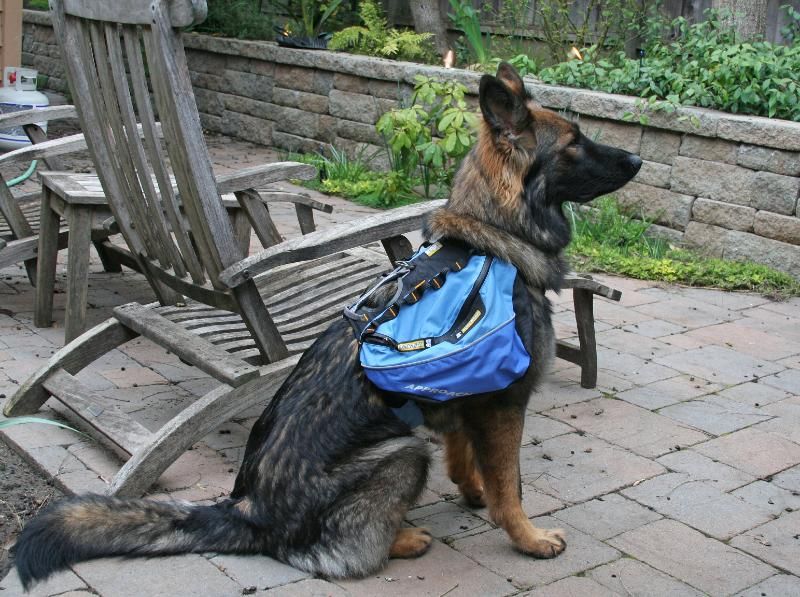 Halo models her new backpack! | German Shepherds Forum