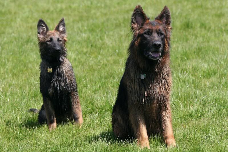 Halo: "For faster service... | German Shepherds Forum