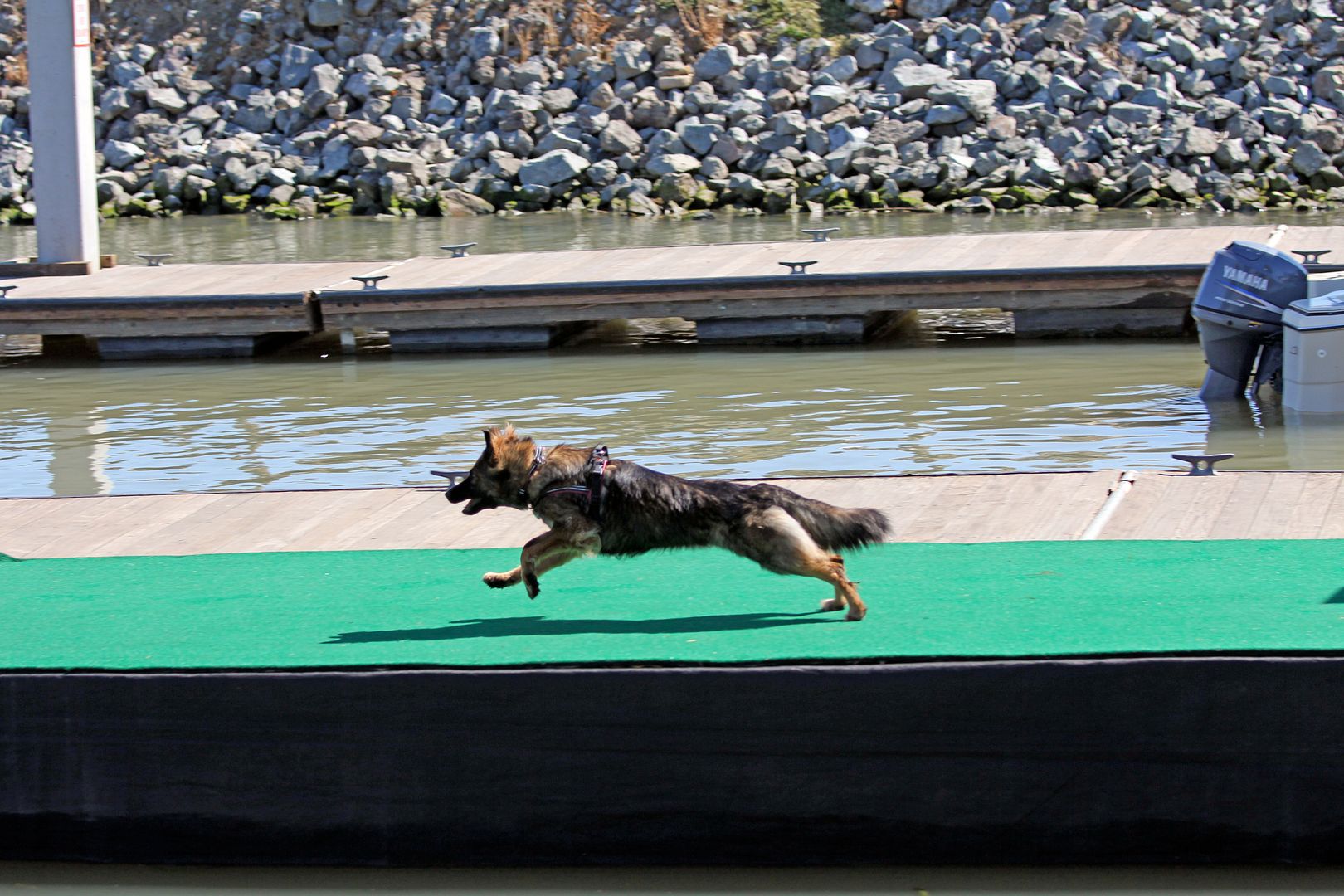 Halo's second Splash Dogs competition! | German Shepherds Forum