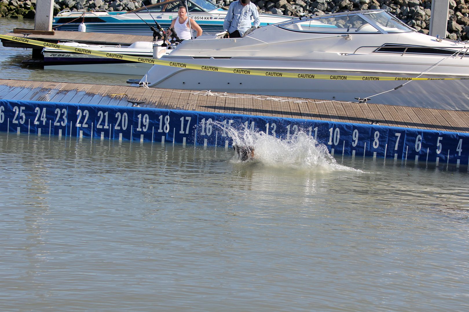 Halo's second Splash Dogs competition! | German Shepherds Forum